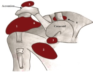 Shoulder Bursitis: Causes, Symptoms & Treatment