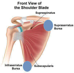 Scapular Bursa Anatomy